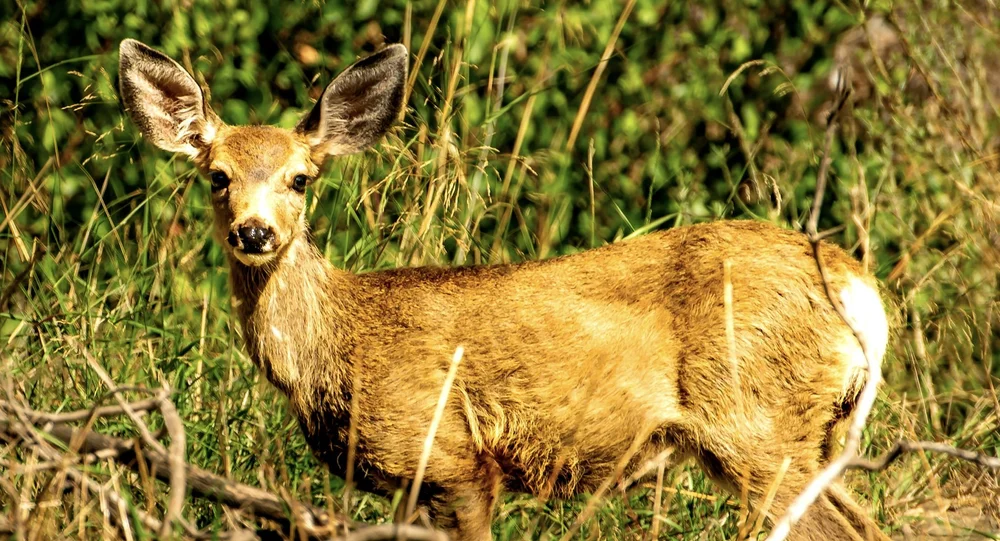 Save the Catalina Island Deer | Catalina Island Deer | Catalina Island ...