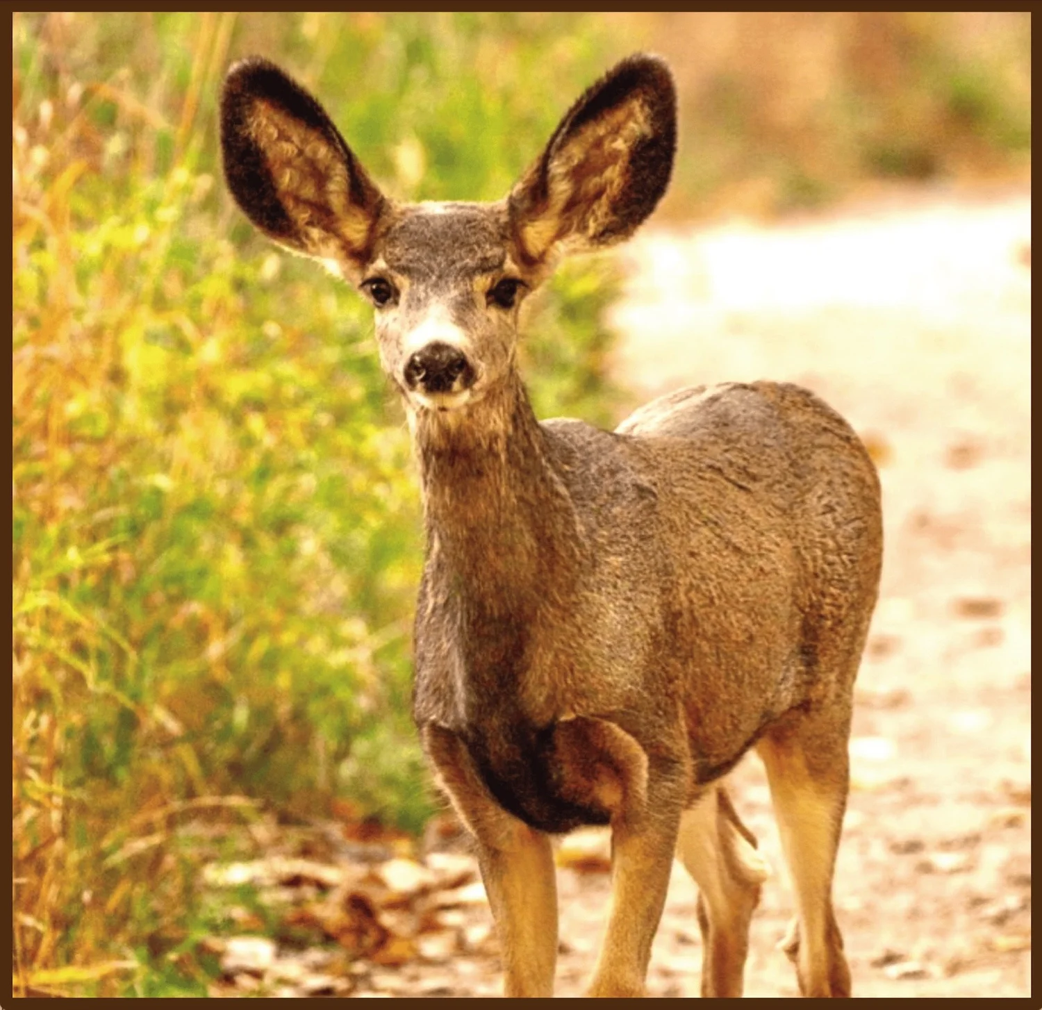 Deer statement - Tony Budrovich Conservancy President and CEO 2016-2022 ...