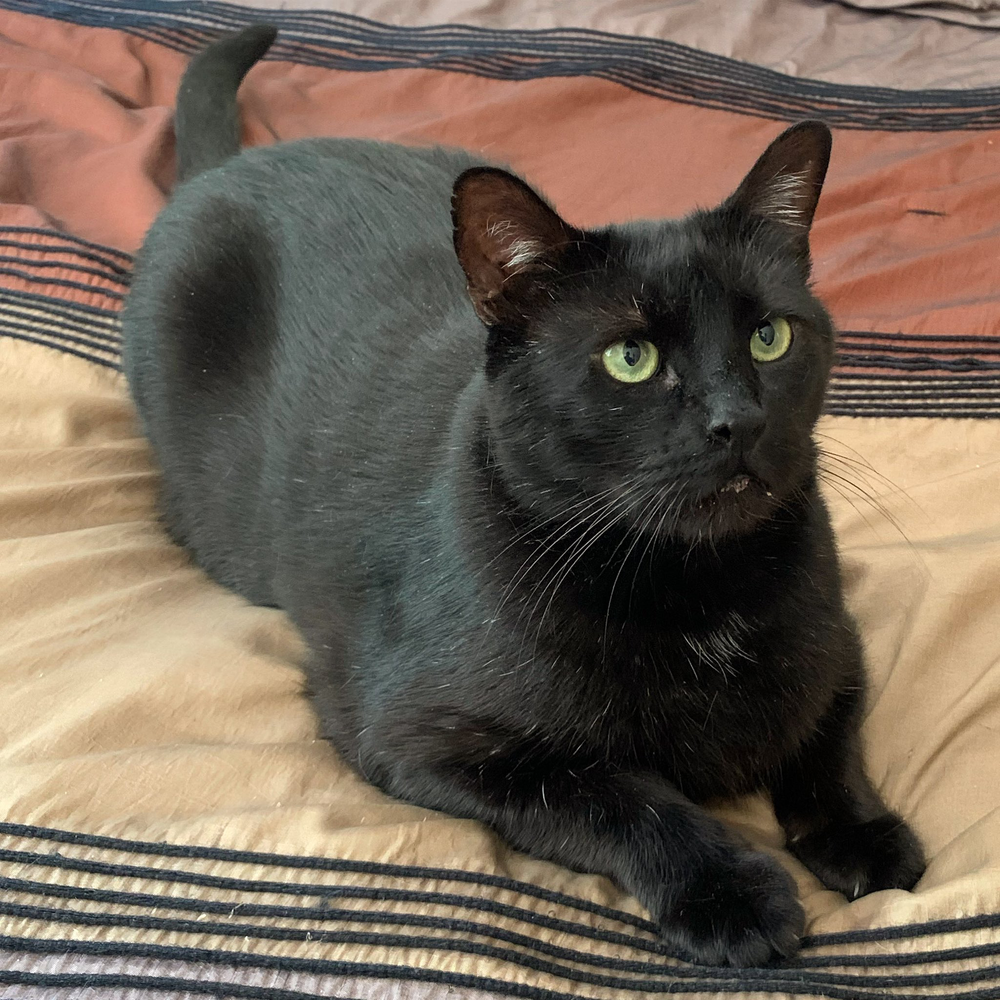 Bear — Friends of Bear Cat Rescue
