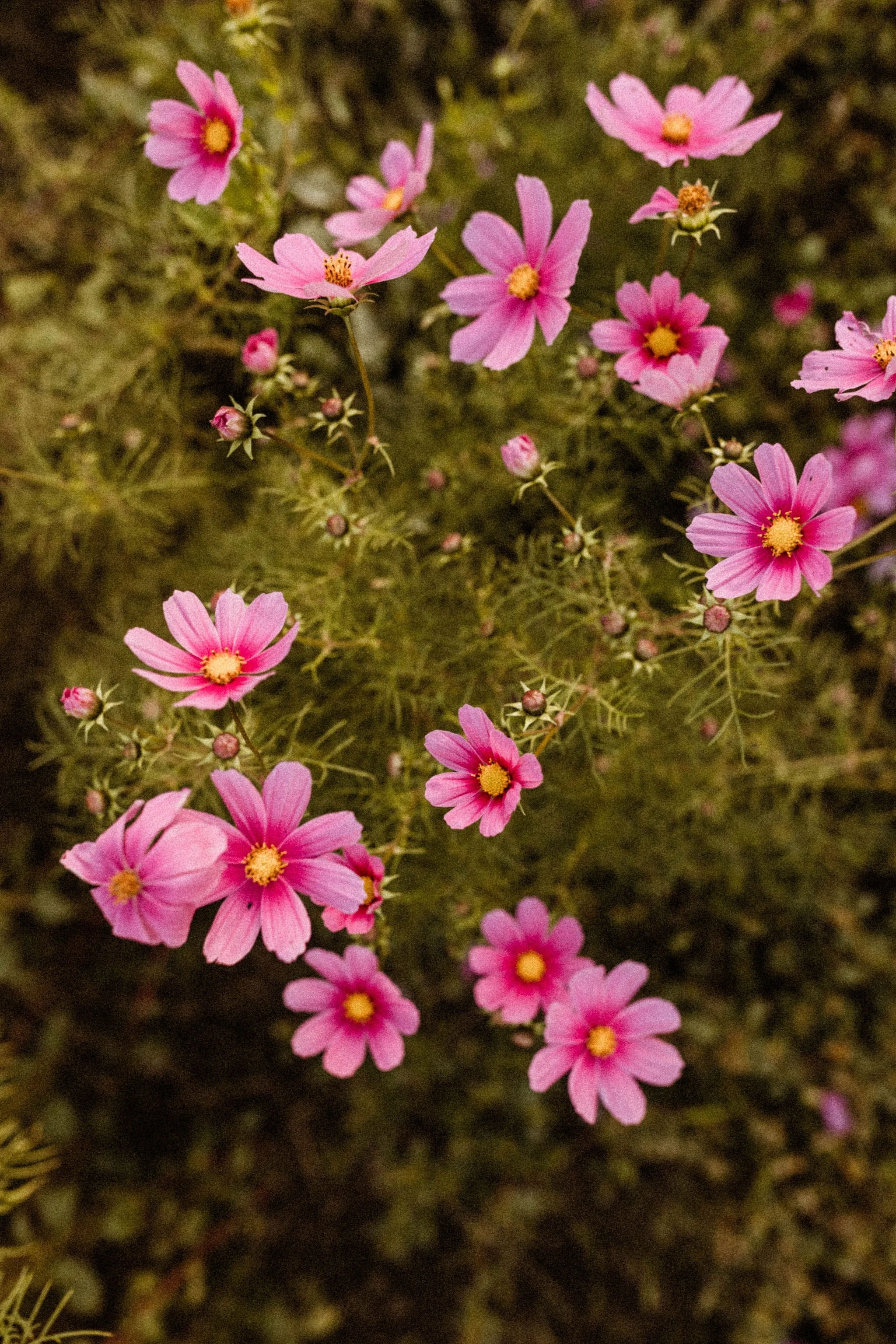 Hailey / Class of 2024 — Shannon Weiss Photo