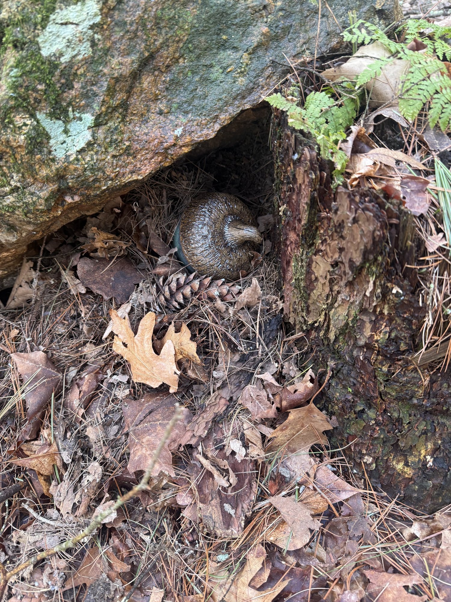 The Acorn Longevity Project in Sturbridge, MA — Trek Sturbridge