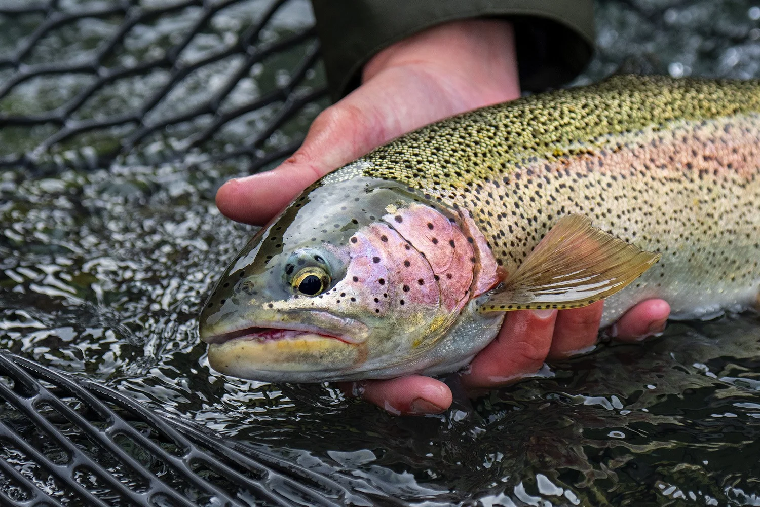 Show — Life On The Water