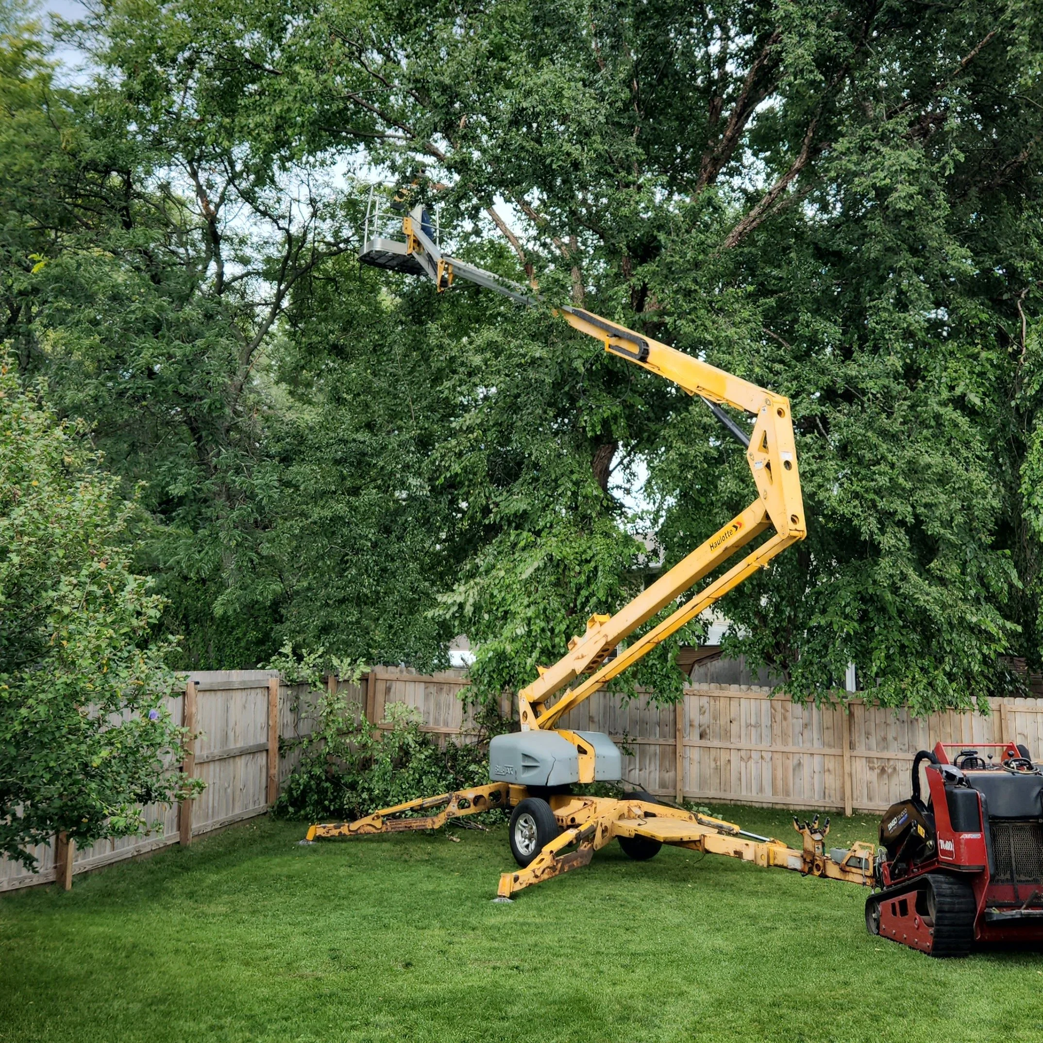 1, 2, Tree - Affordable Tree Trimming and Tree Removal Experts