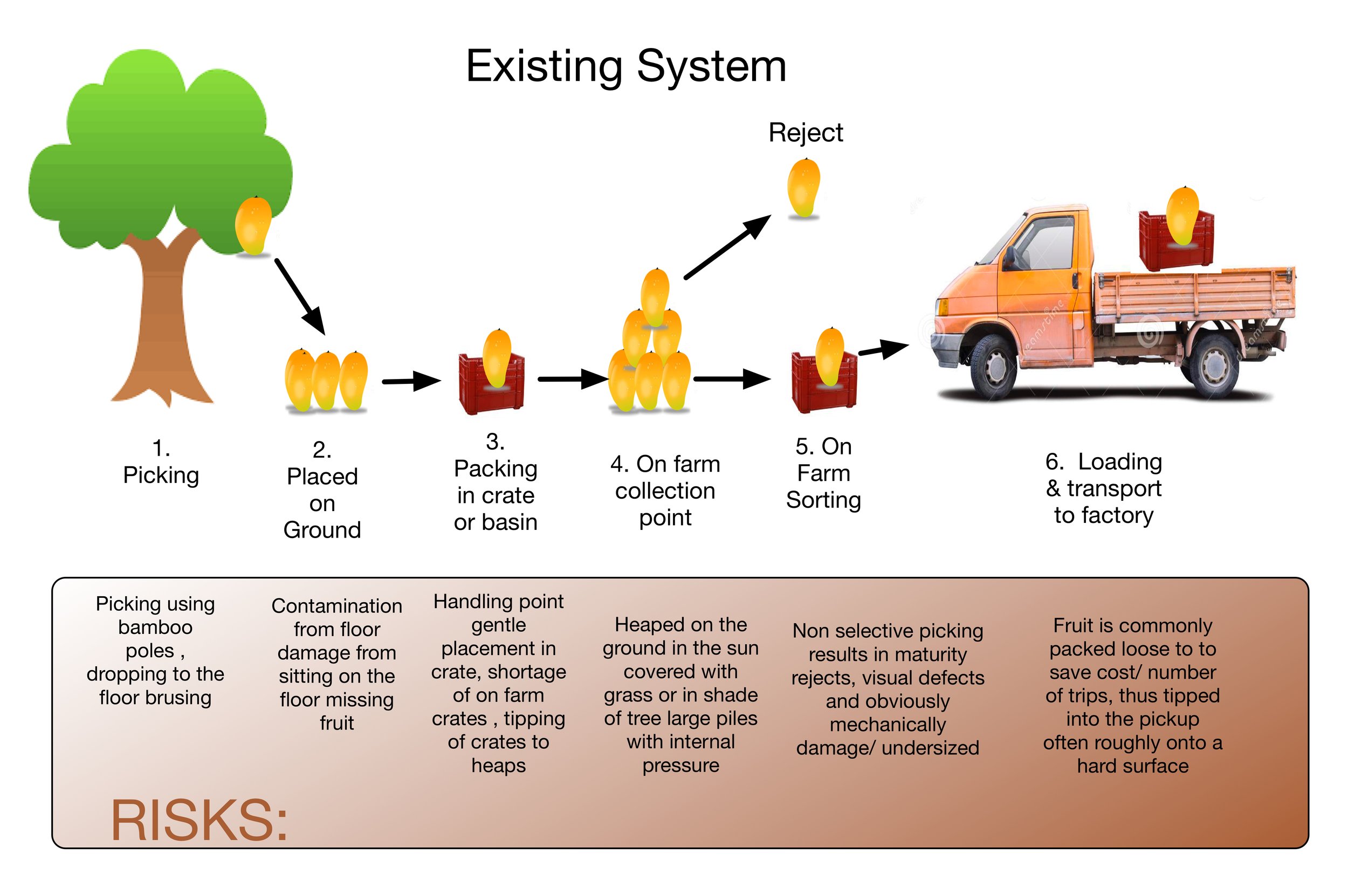 Existing Mango Harvesting and Handling System (with Risks) — Malawi ...