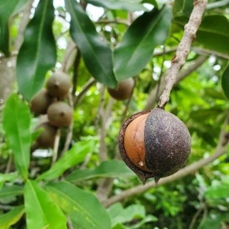 Malawi Value Chains | Explore & Discover Value