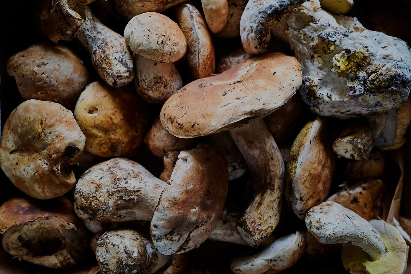 About | Explore Culinary Mastery — MATTHEW RYLE
