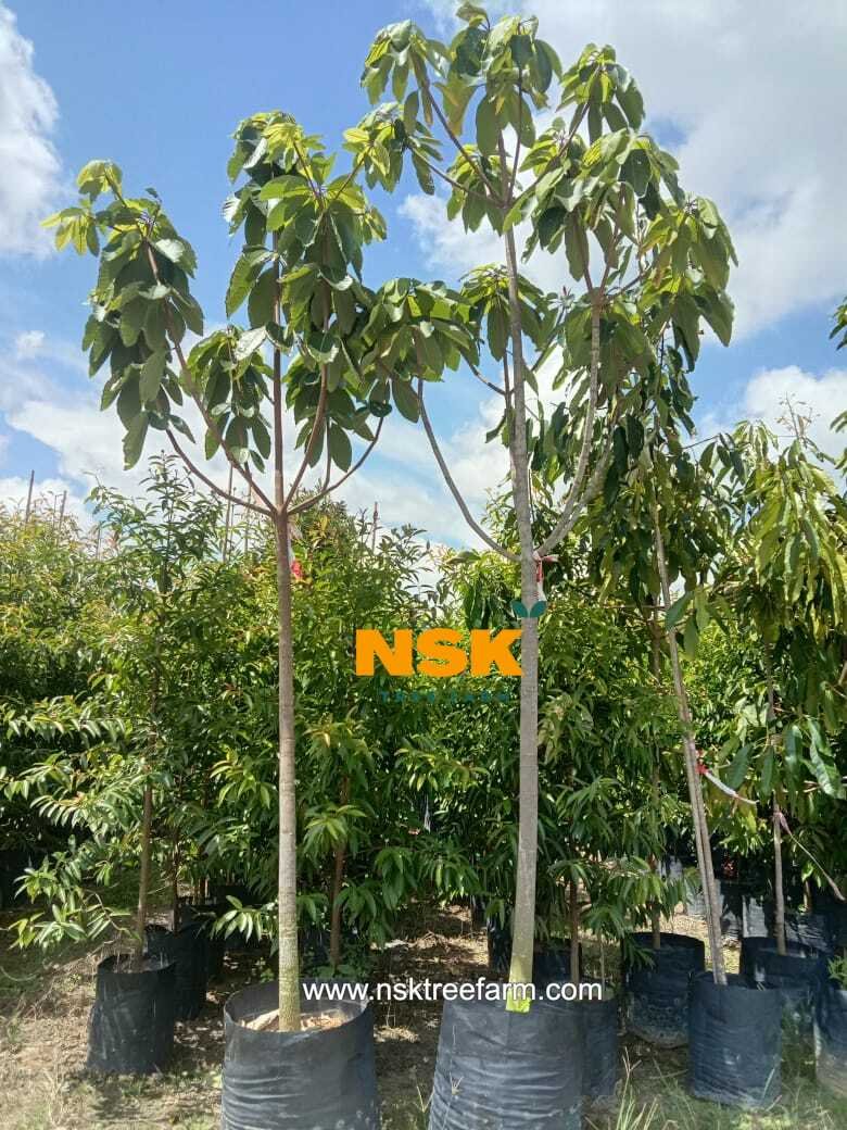Dyera costulata — nsktree