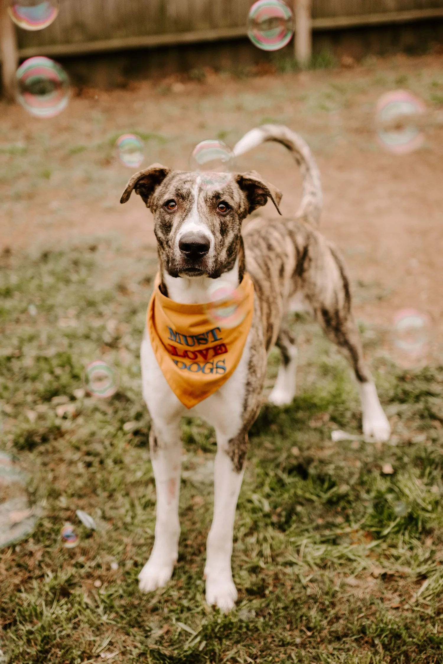 Donate — Pippy's Pals Rescue