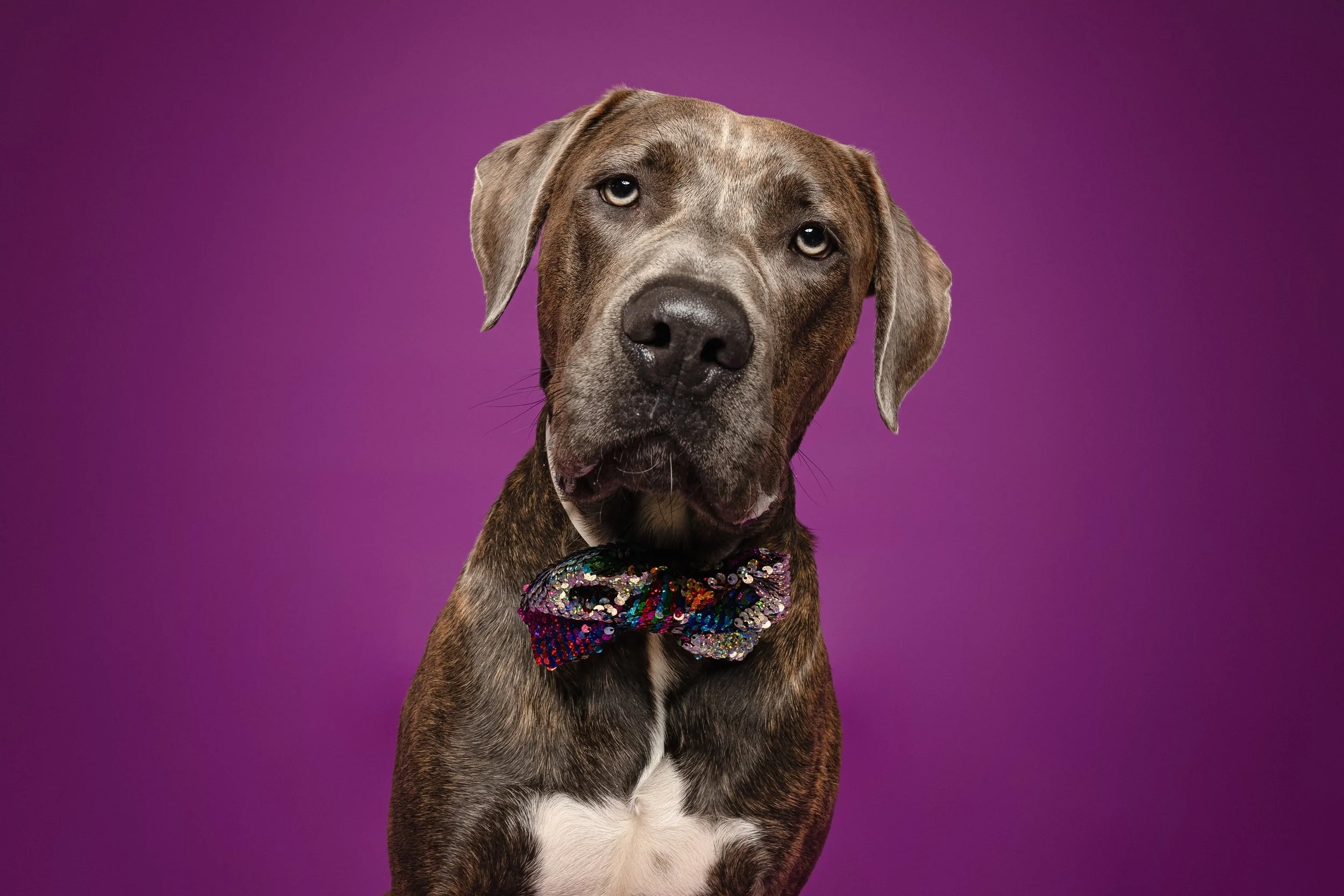 Our Mission — Pippy's Pals Rescue