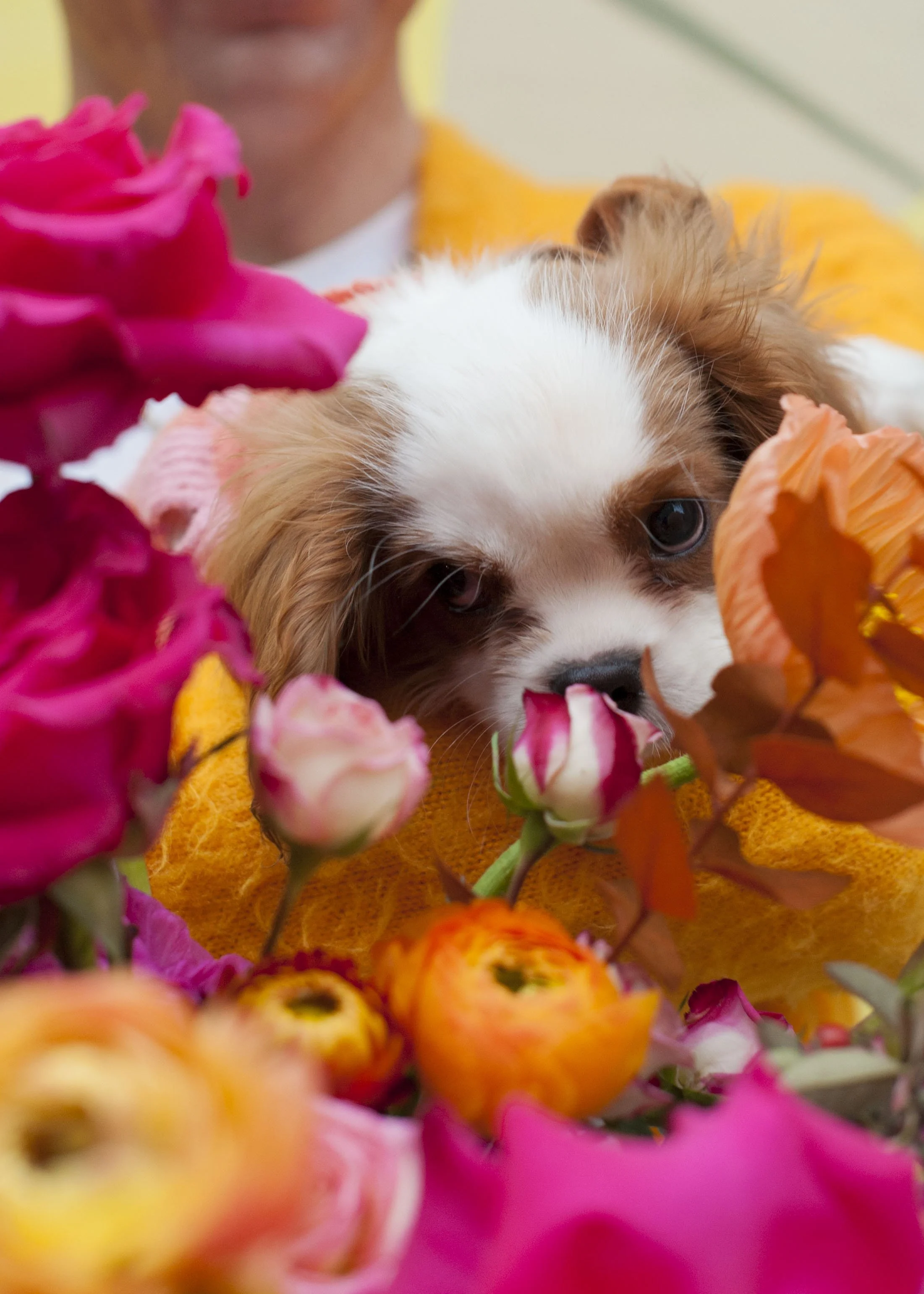 Saville Flowers & Gifts | Evanston, Chicago, and North Shore Florist ...