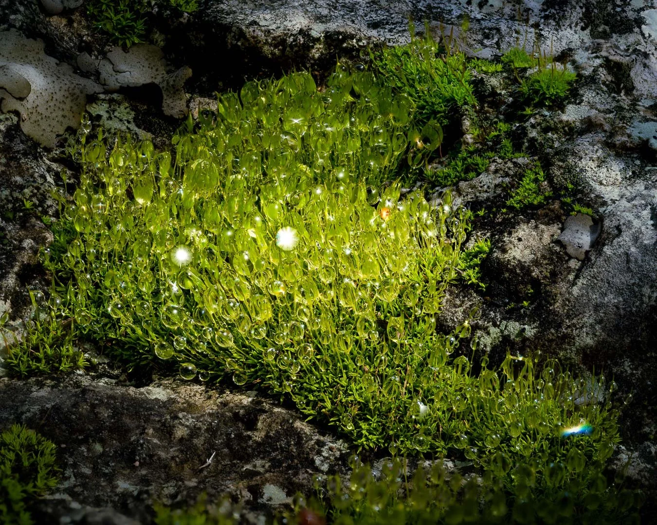 Mastering Focus Stacking: My First Week with Helicon Focus for Macro ...