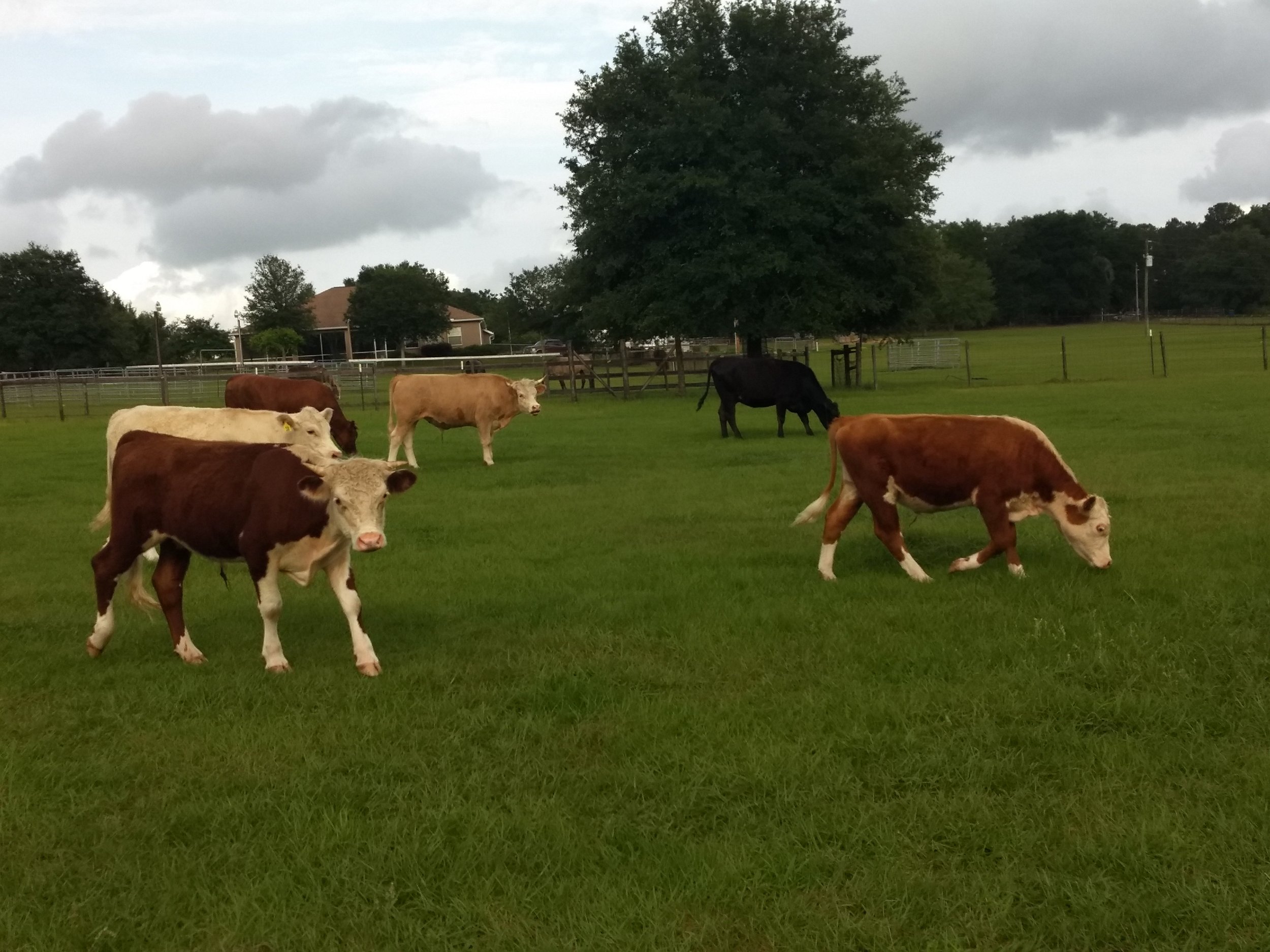 Casa Granada Farm | Grass-Fed Beef | Pasture-Raised Chicken | Jams ...