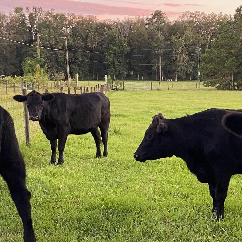 Casa Granada Farm | Grass-Fed Beef | Pasture-Raised Chicken | Jams ...