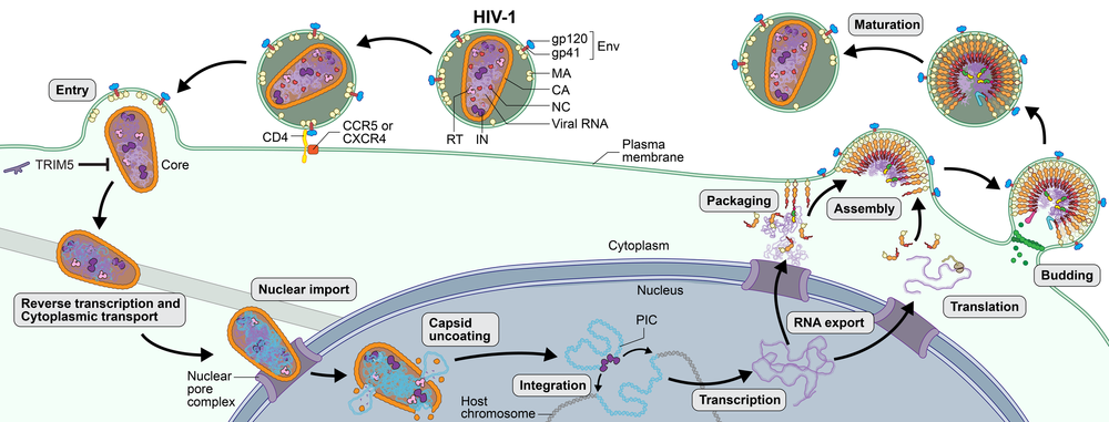 General 4 — Science of HIV