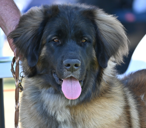 Our Girls — Northern Sky Leonbergers