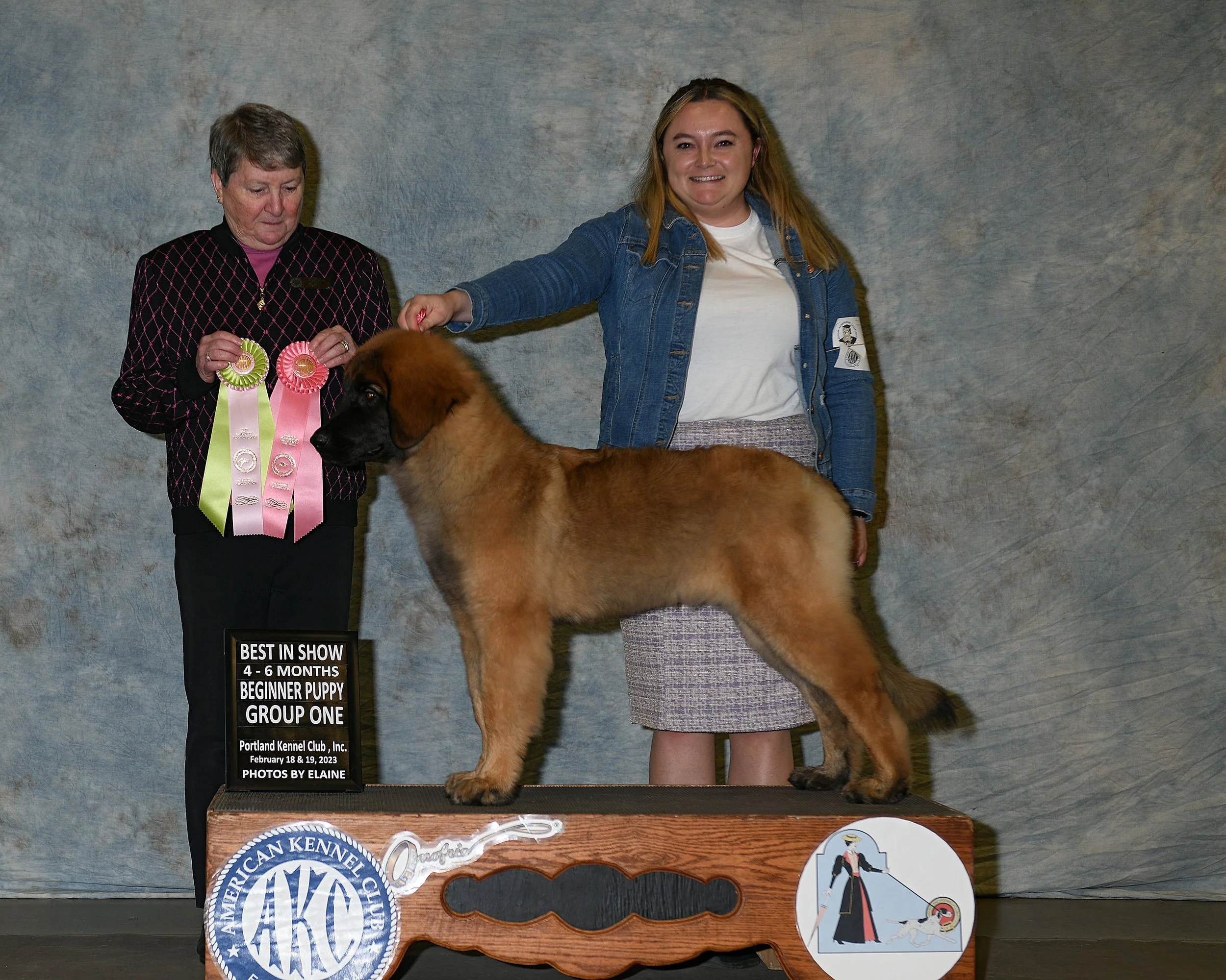 Frannie — Northern Sky Leonbergers