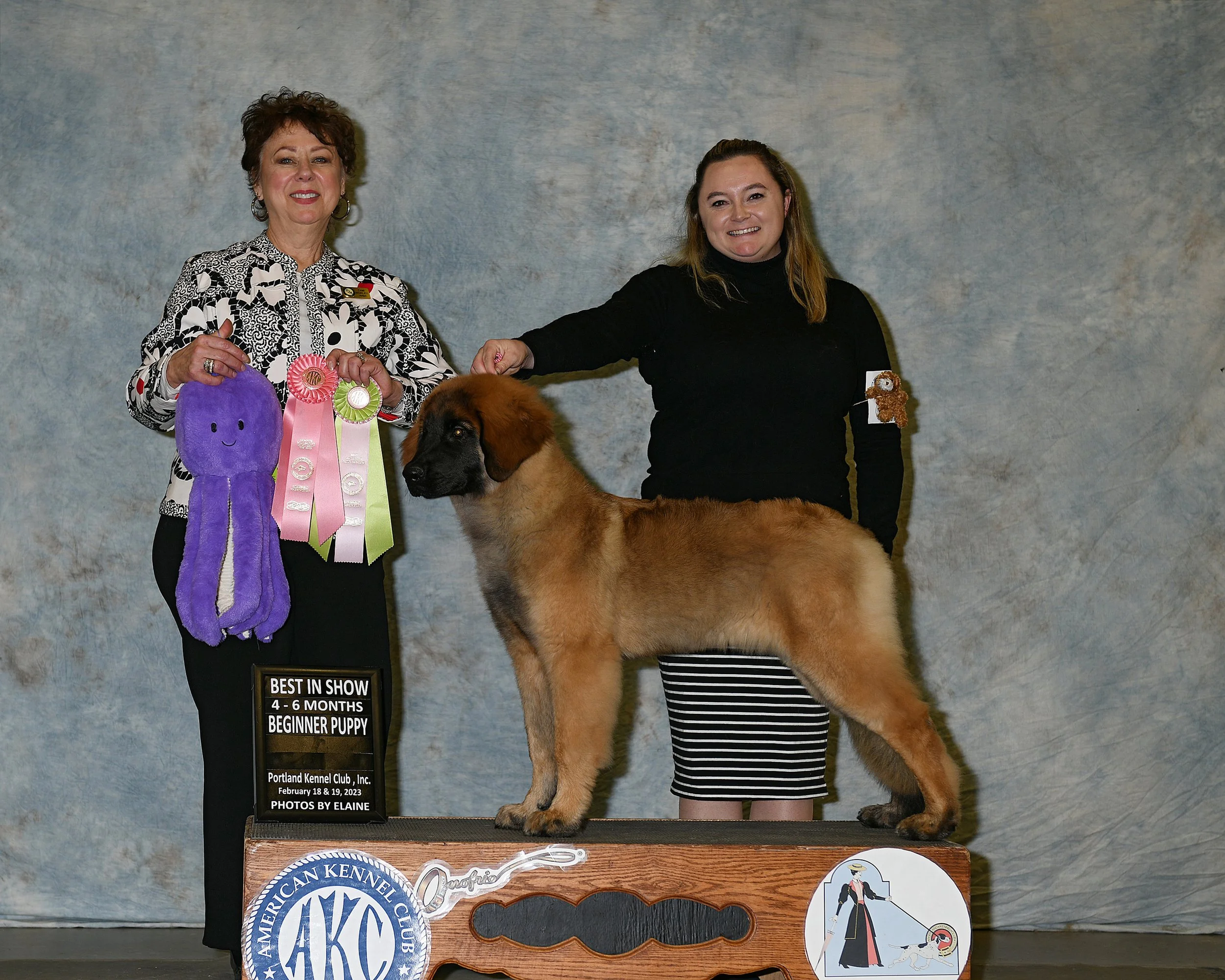 Frannie — Northern Sky Leonbergers