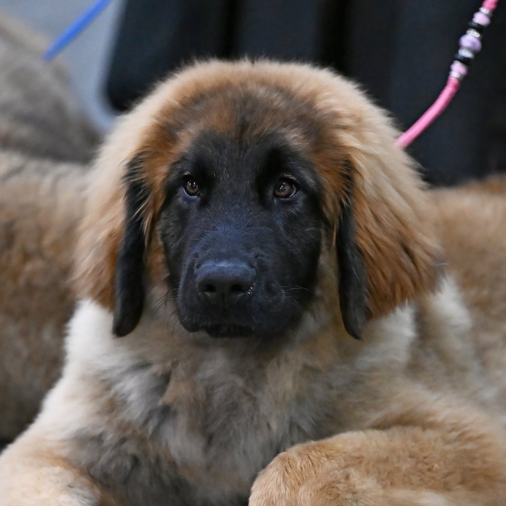 Our Girls — Northern Sky Leonbergers