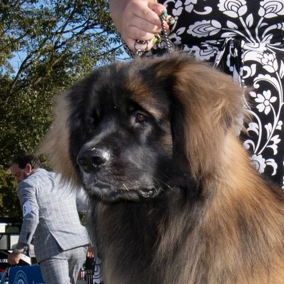 Our Boys — Northern Sky Leonbergers