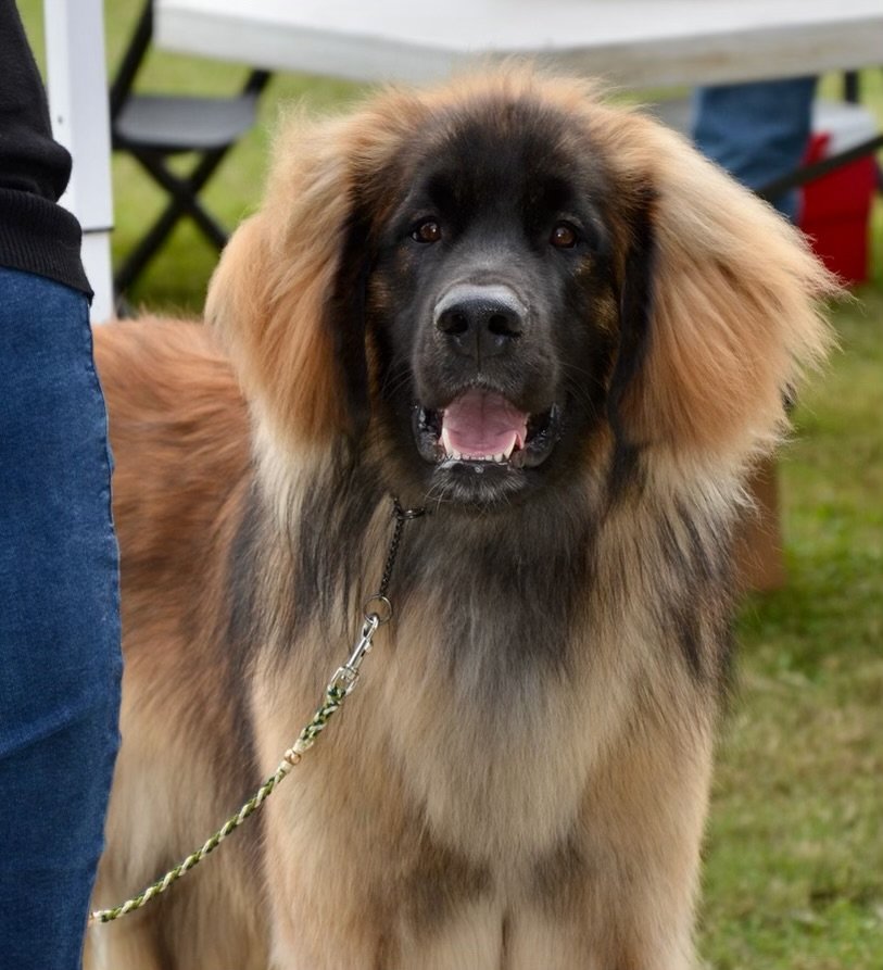 Titan — Northern Sky Leonbergers
