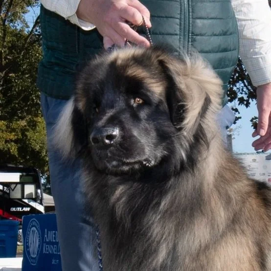 Our Boys — Northern Sky Leonbergers