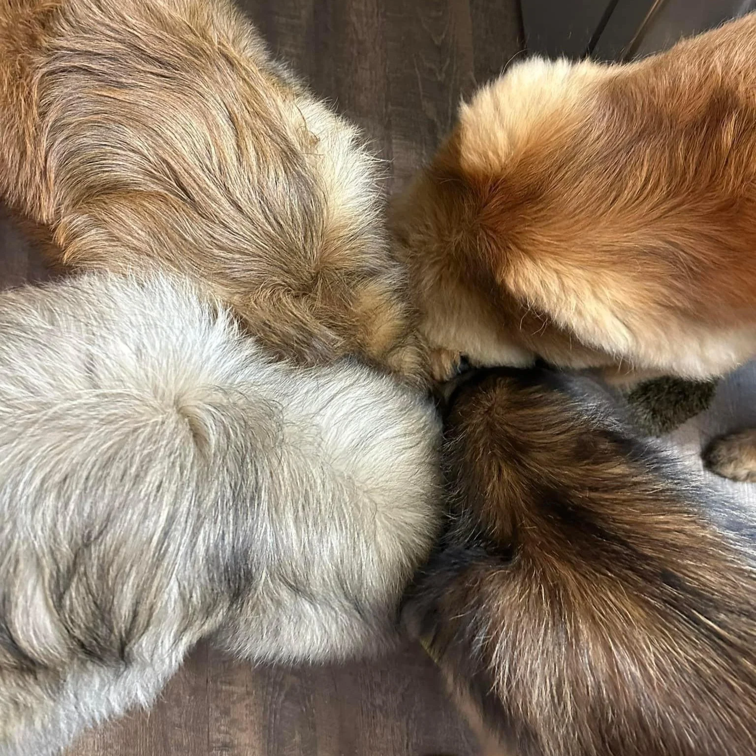 About Leonbergers — Northern Sky Leonbergers
