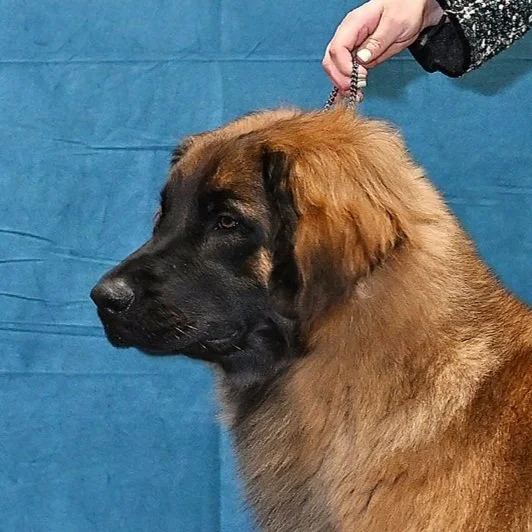 Our Girls — Northern Sky Leonbergers
