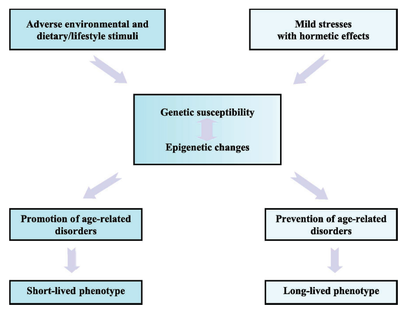 Lazarus Method | Stress is Necessary: The Forgotten Flight of Hormesis