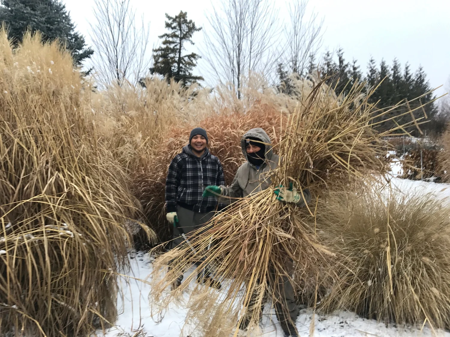 Planting Installation — Mount Hood Gardens Inc.