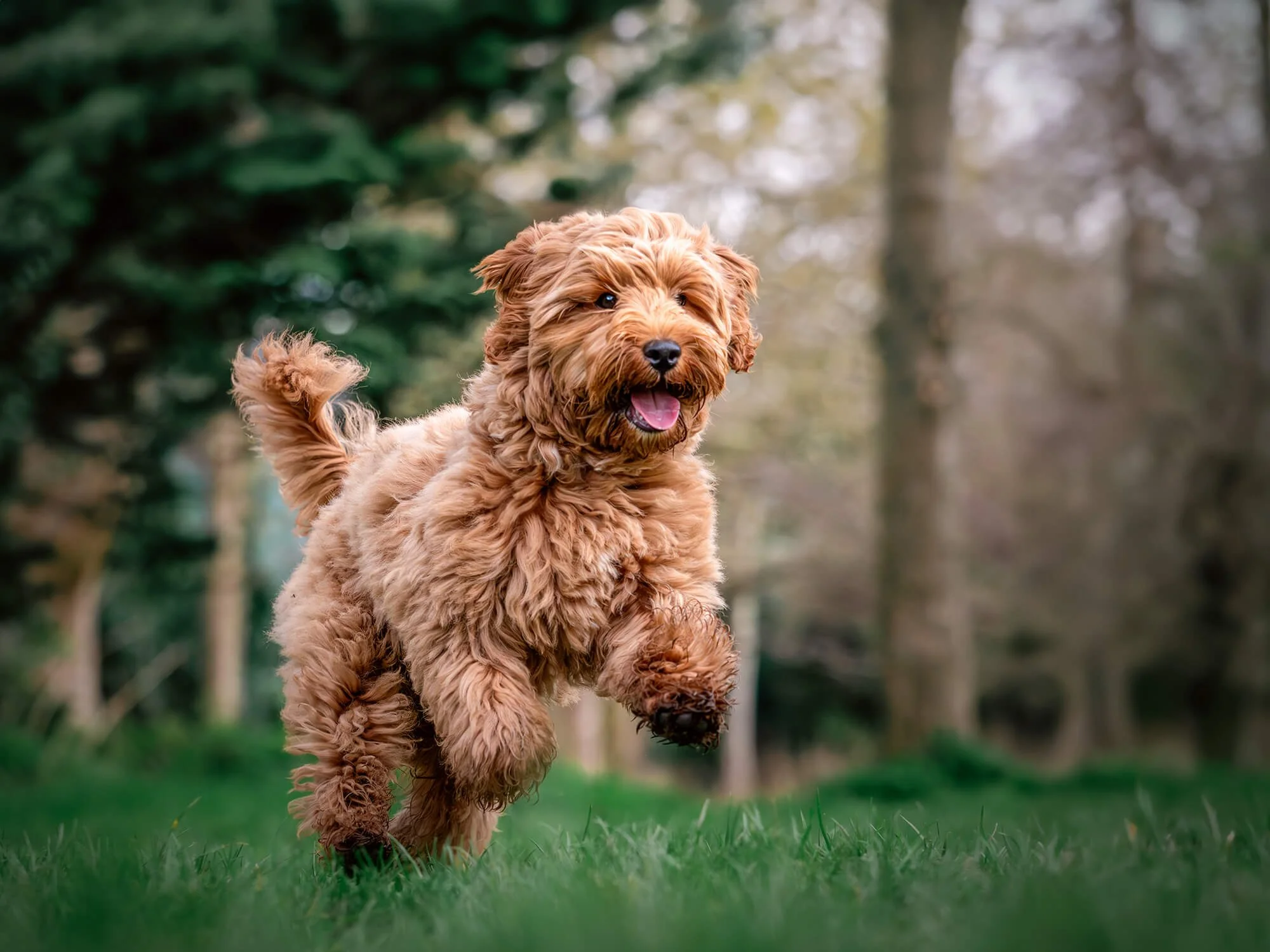 Dog Photographer in Kent and Medway — Conor Kerrigan Photography