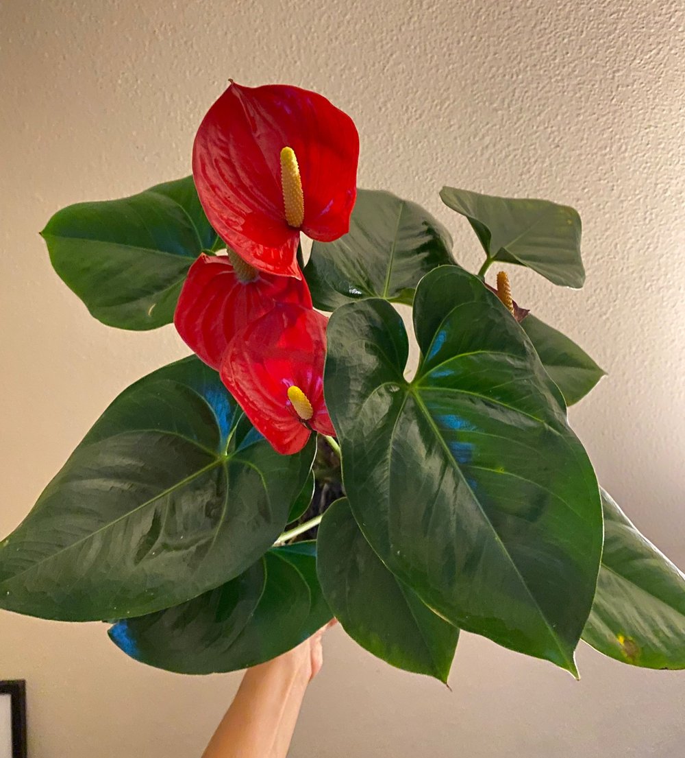 Anthurium’s, The Painter’s Palette: A Plant Care guide — Primavera ...