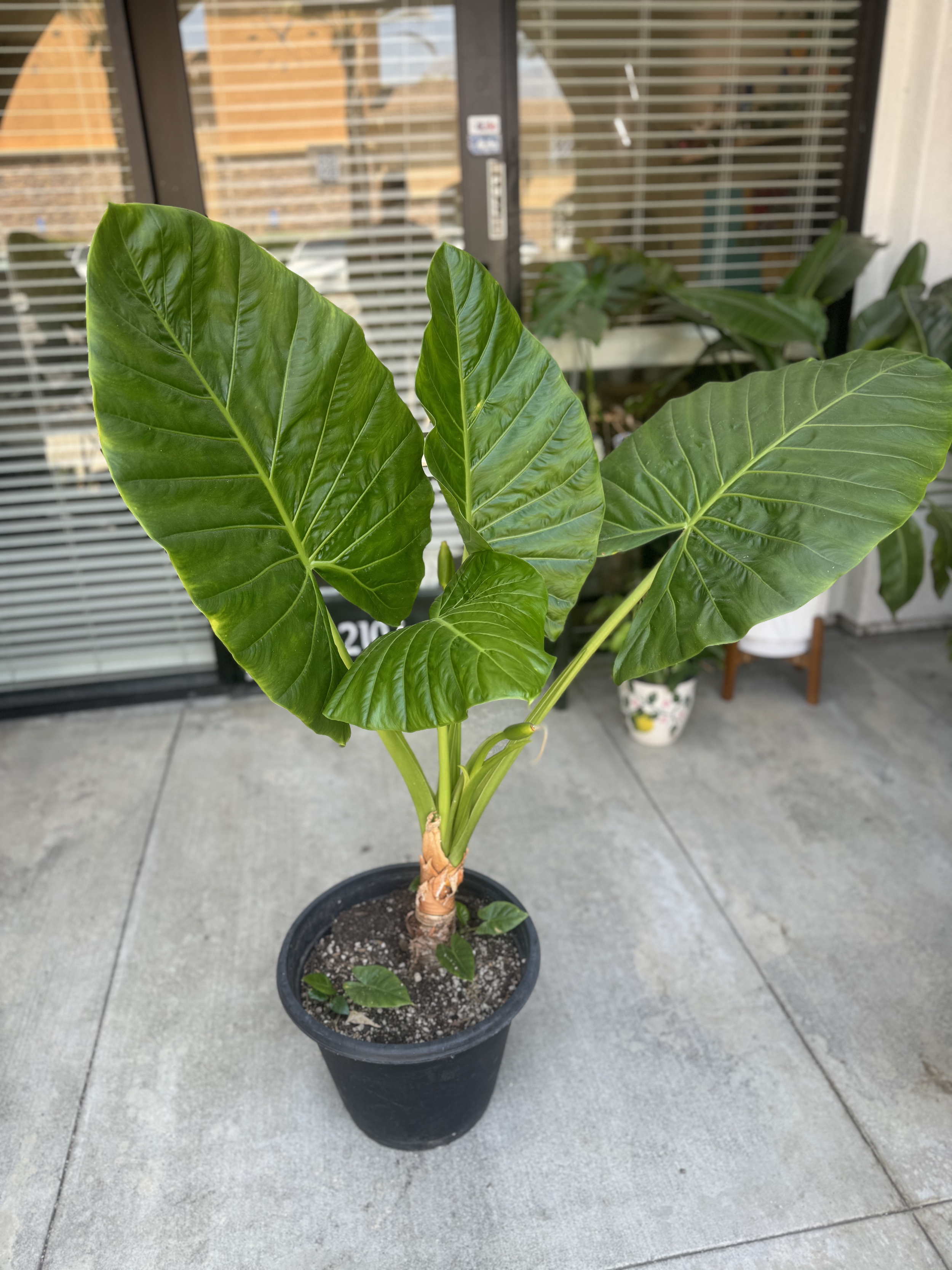How to Care for the Gentle Giants, Elephant Ear Plants — Primavera ...