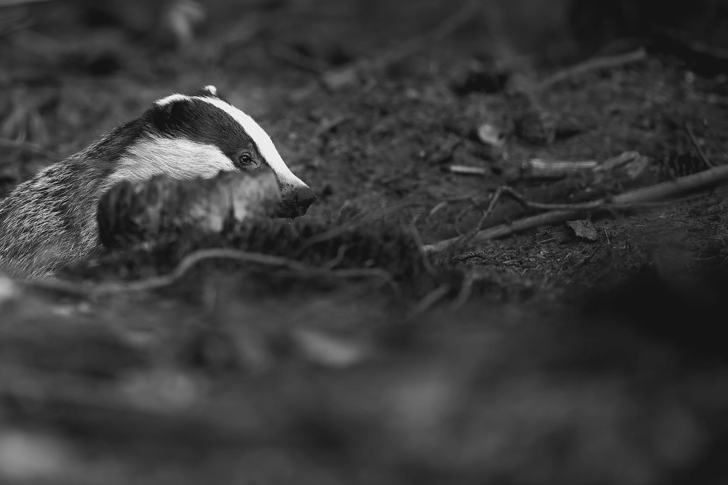 Badger Surveys | Identify badger presence — Get Expert Advice — Eco ...