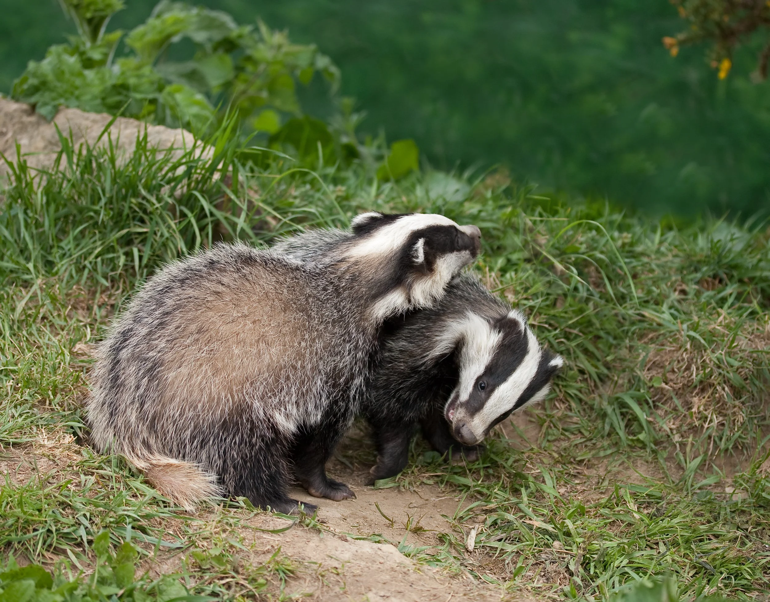 Badger Surveys — Eco Support Ltd