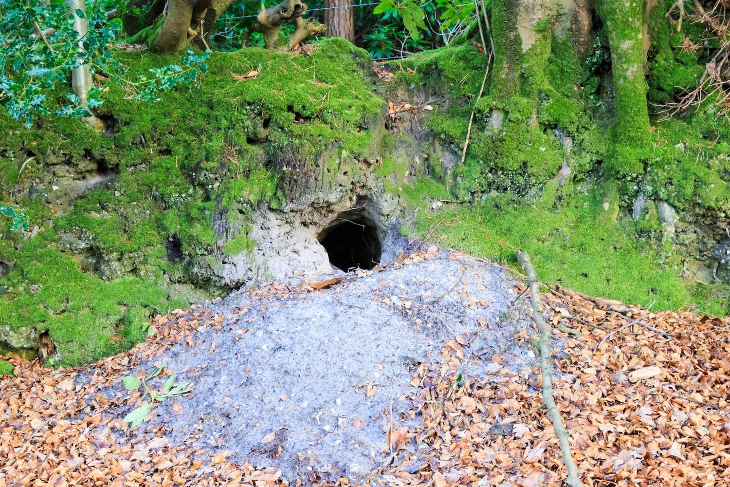 Badger Surveys | Identify badger presence — Get Expert Advice — Eco ...