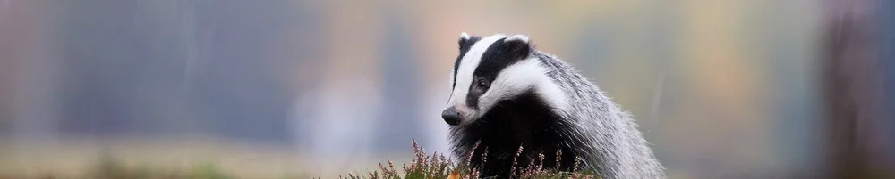 Badger Surveys | Identify badger presence — Get Expert Advice — Eco ...