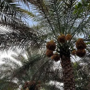 Dulidates | Fresh Premium Dates