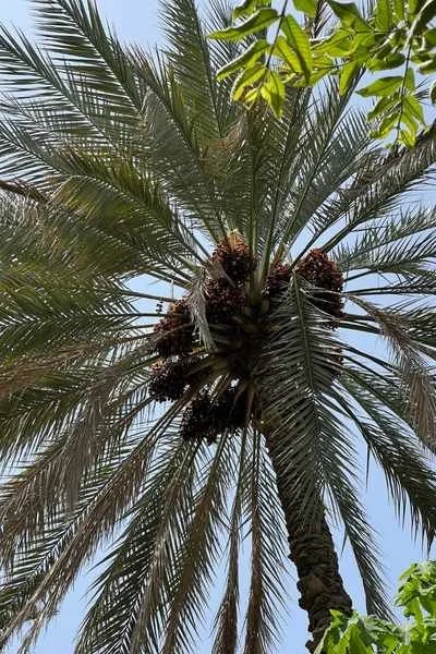 Dulidates | Fresh Premium Dates