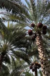 Dulidates | Fresh Premium Dates