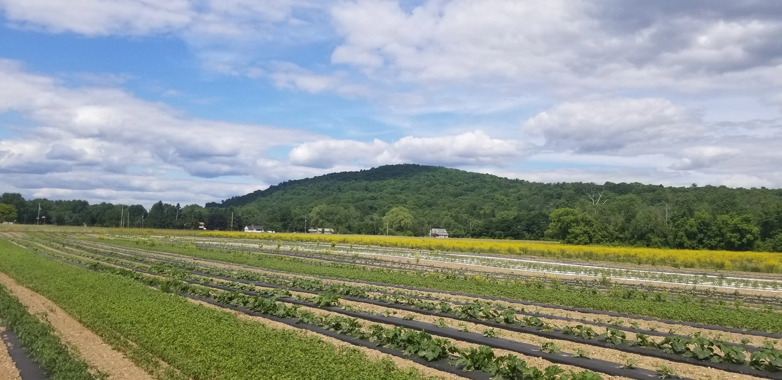Deep Roots Farm | Certified Organic Produce | Farm-Fresh Flowers ...