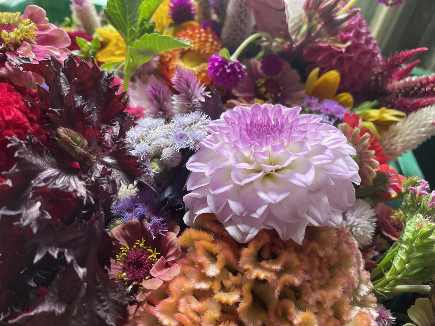 Deep Roots Farm | Certified Organic Produce | Farm-Fresh Flowers ...