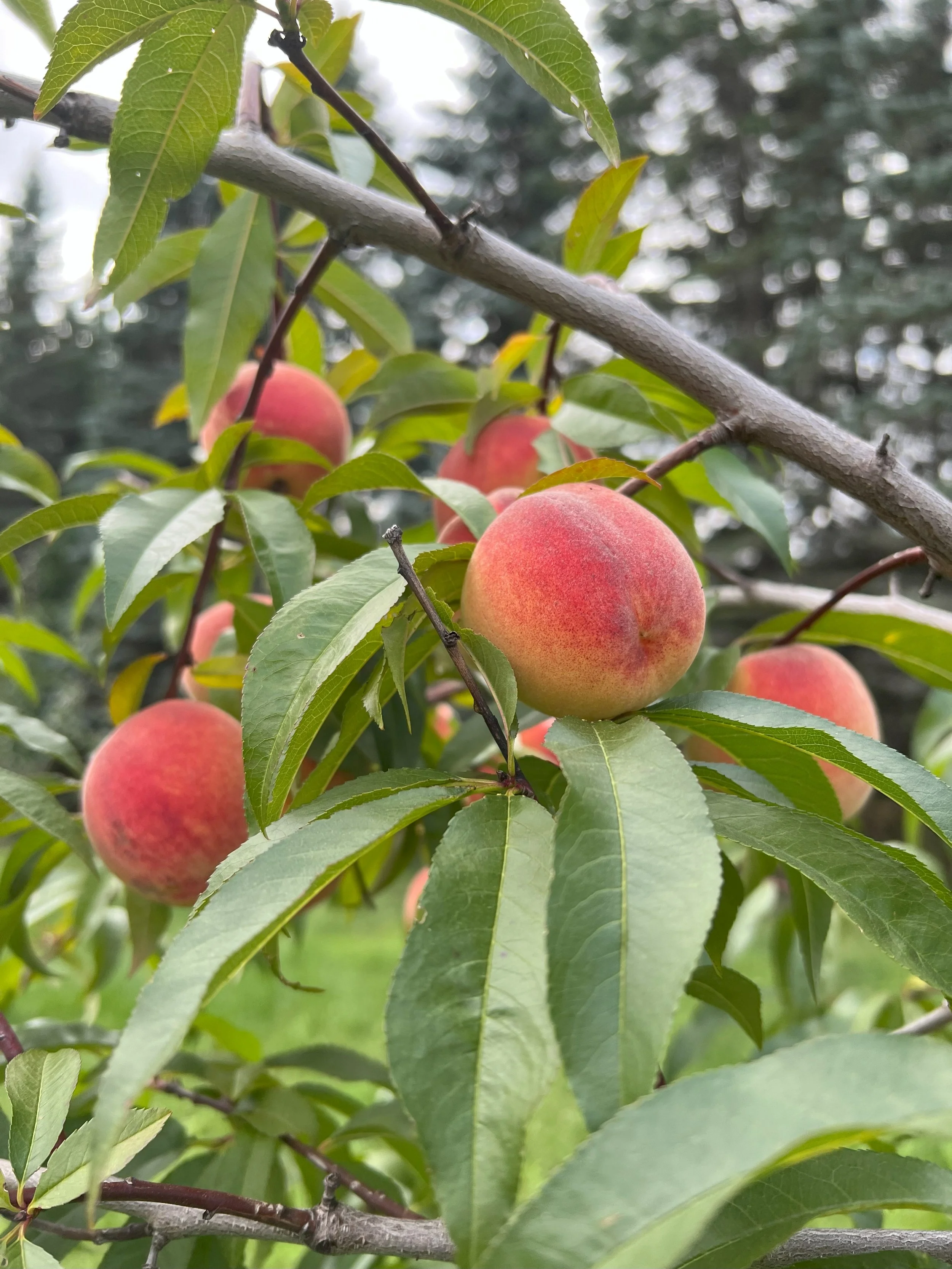 Moonlight Events — Moonlight Meadows