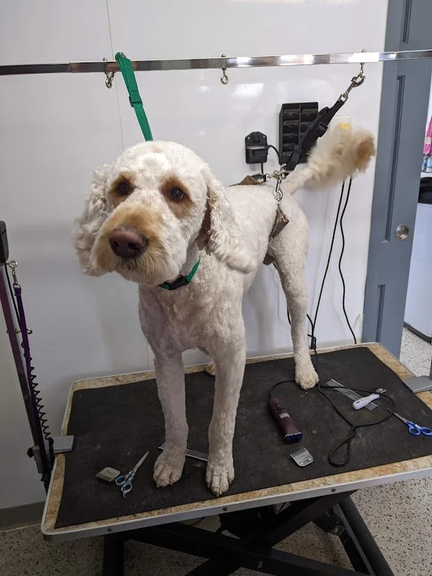 Services — Camp K-9 & K-9 Cuts