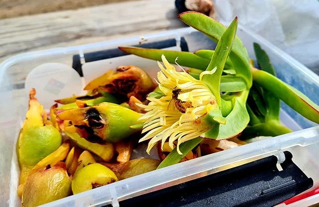 Foraging in New Zealand with Peter Langlands