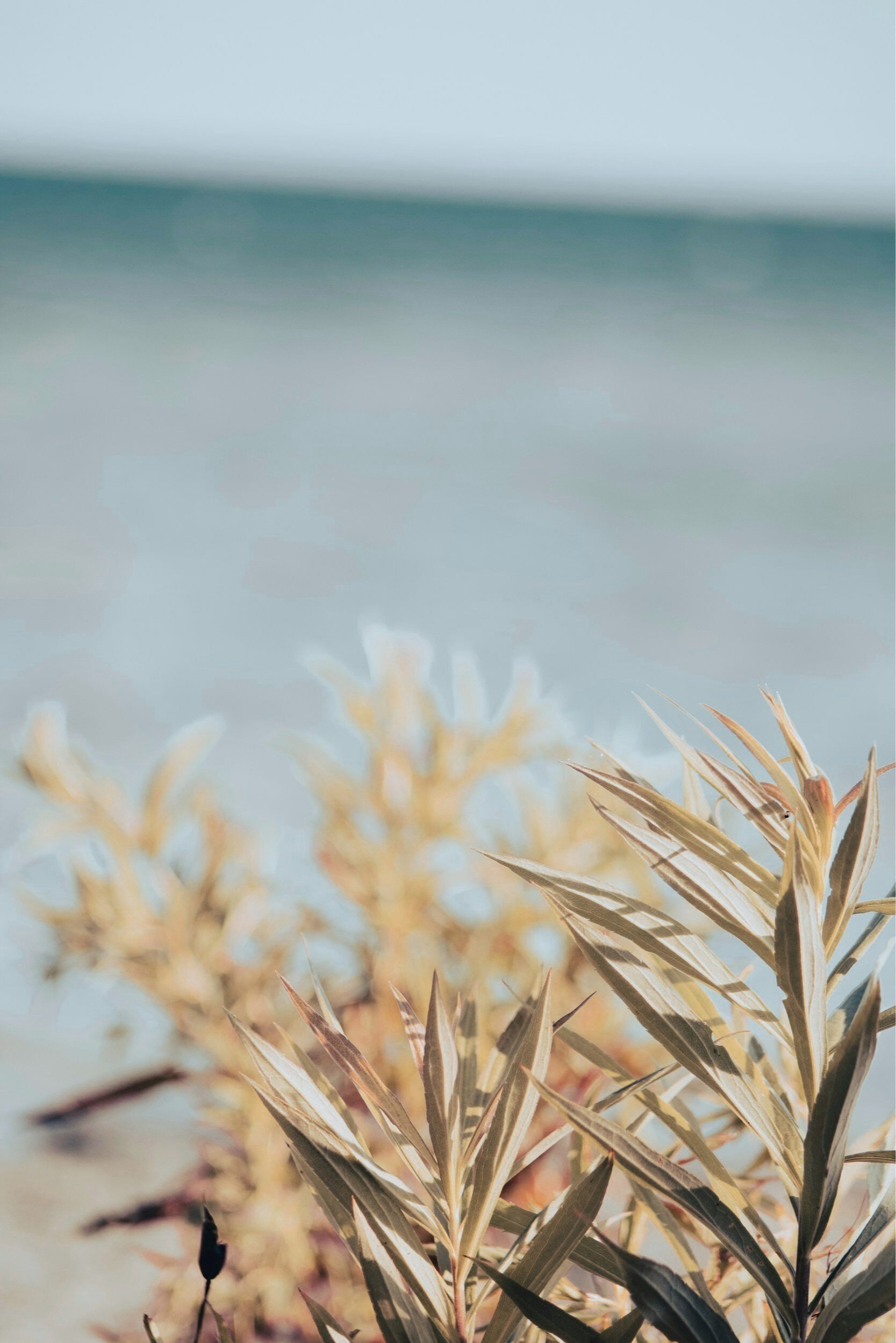 Dr. Leslie Rubin, PhD