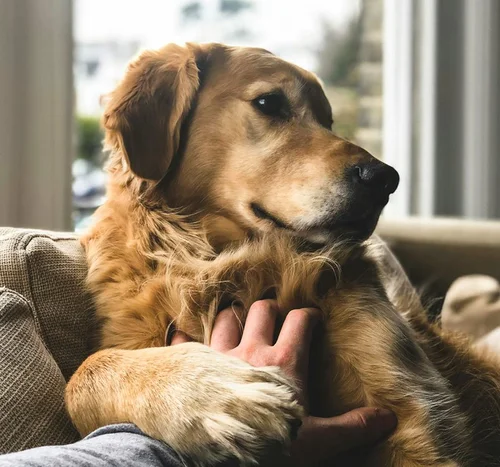 Project Dog Foster