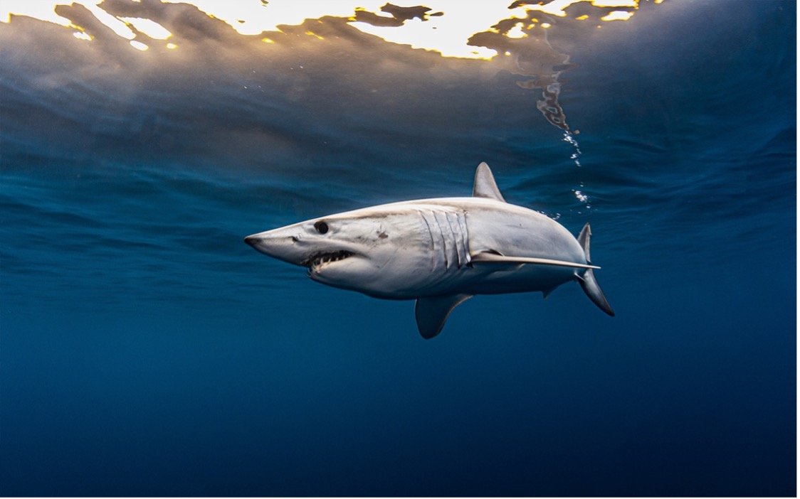 The Swift and Powerful Shortfin Mako Shark — BACK TO THE SEA