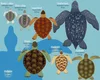 The North Atlantic’s Own Sea Turtle: The Leatherback! — BACK TO THE SEA