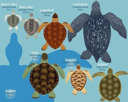 The North Atlantic’s Own Sea Turtle: The Leatherback! — BACK TO THE SEA