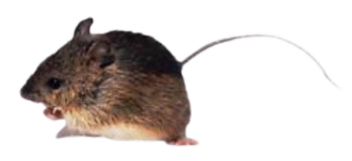 About Preble's Meadow Jumping Mouse — N. Fork Poudre Site Conservation Team